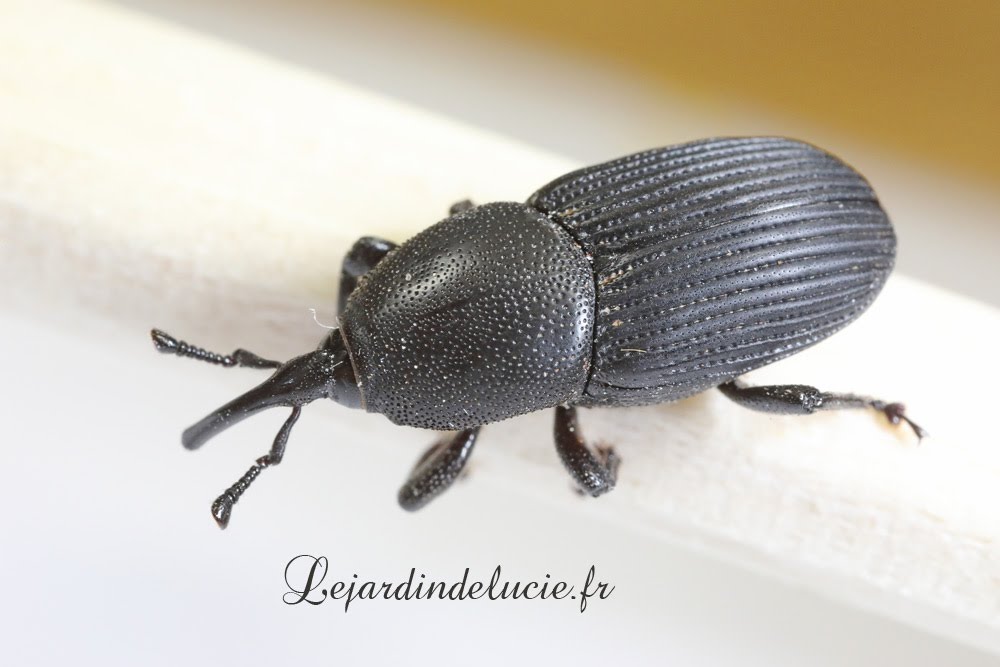 Charançon de l’agave, Scyphophorus acupunctatus