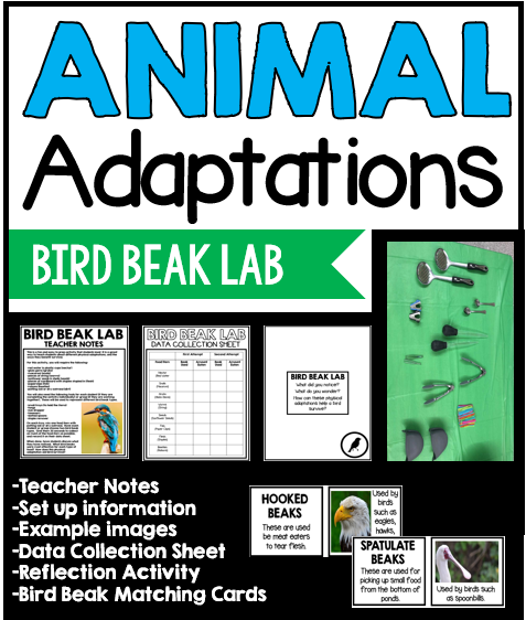 Creative Classroom Core: All About... Animal Adaptations: Bird Beak Lab