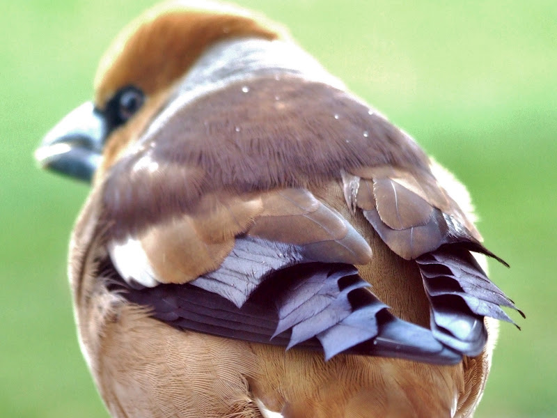 The Nature of Henry: Hawfinch - Coccothraustes Coccothraustes