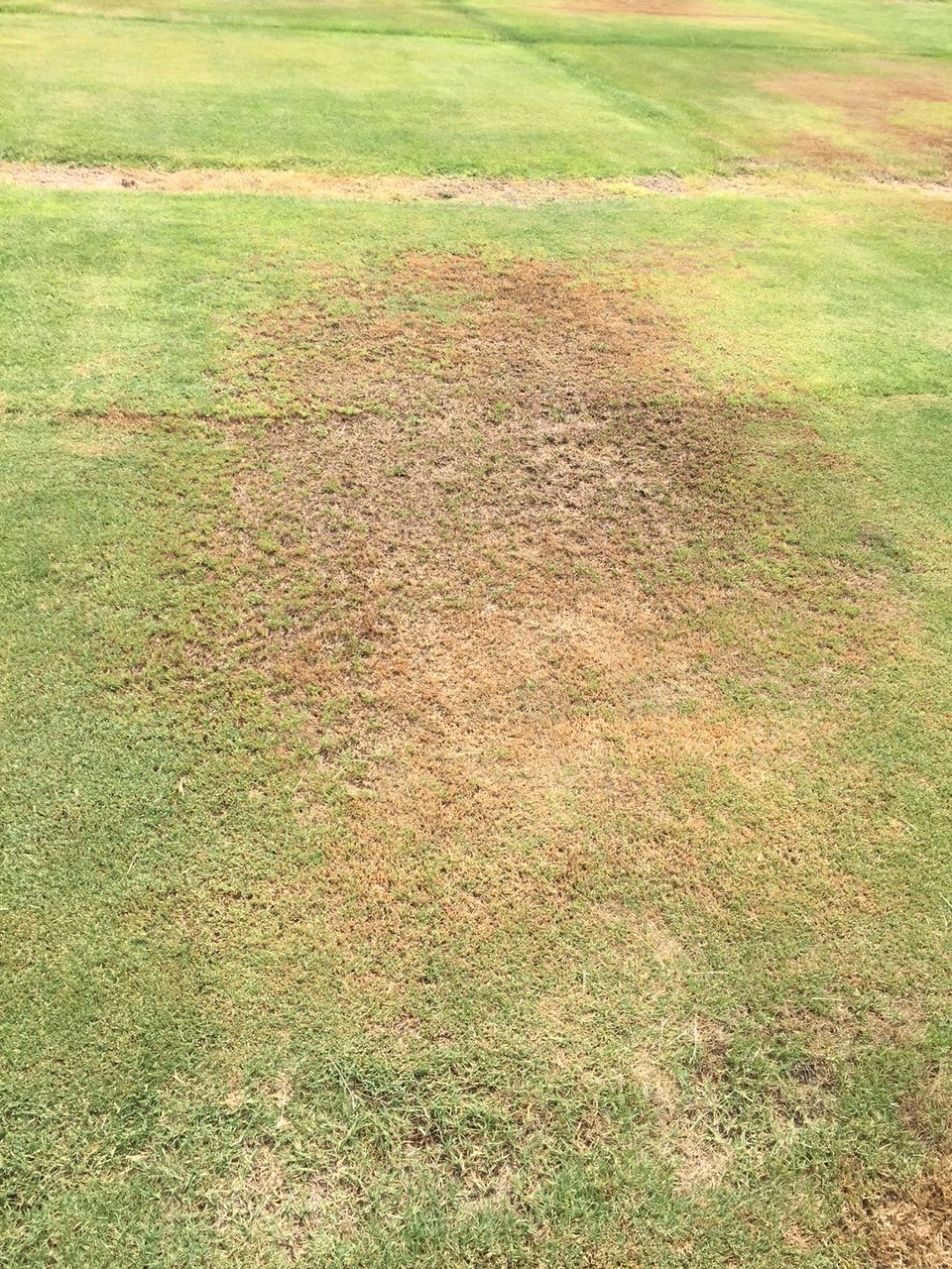 NMSU Plant Clinic: High Humidity Encourages Turf Diseases