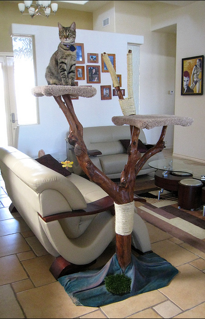 Sunshine Kitties: how fostering pets on death row saved my life.: More ...