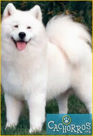 cachorros: cachorros samoyero