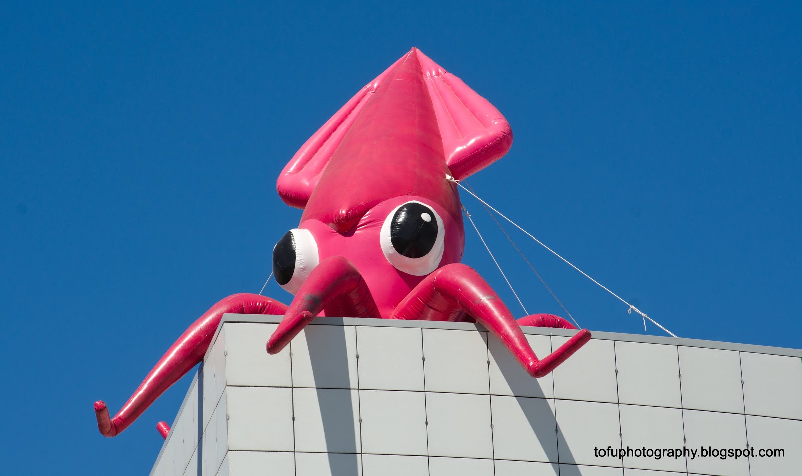 Tofu Photography: A giant inflatable squid perched atop the Questacon ...