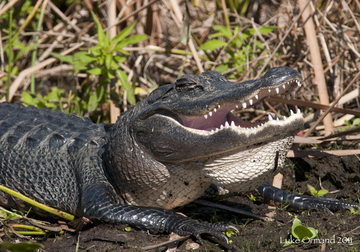 Welcome to. . .: Palm Beach County Vacation
