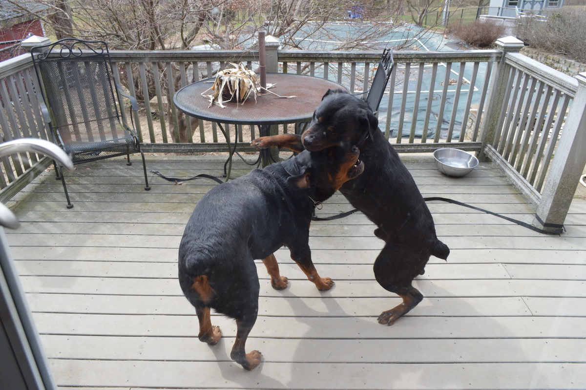 Living with Rottweilers