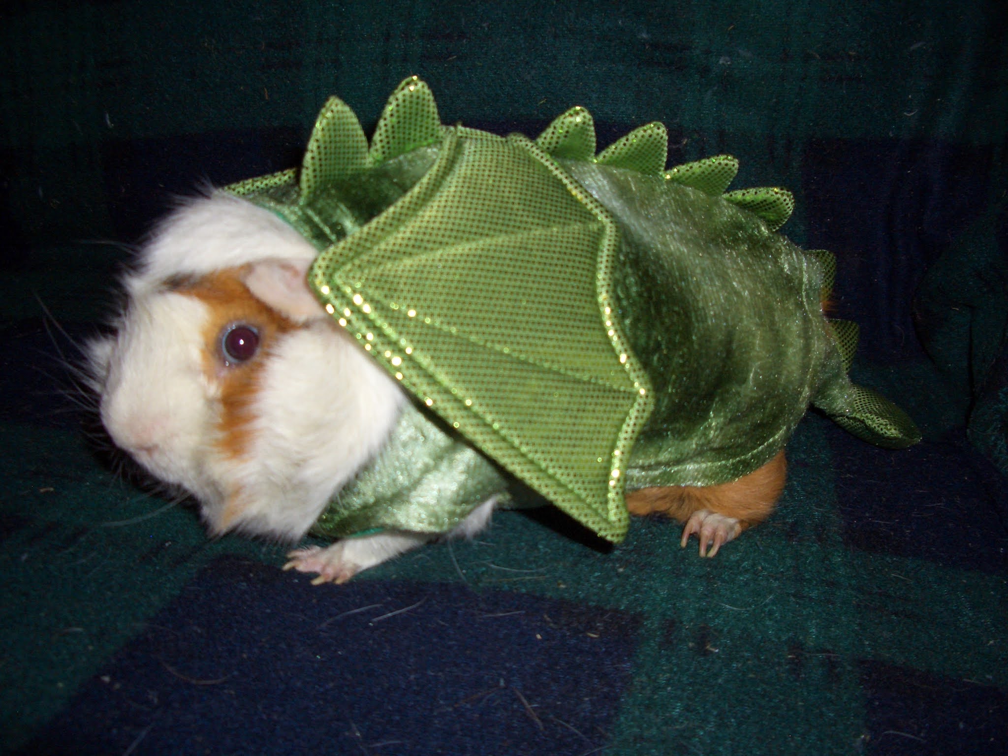 Undercover Guinea Pigs: Enter the Dragon --- But Which Dragon???