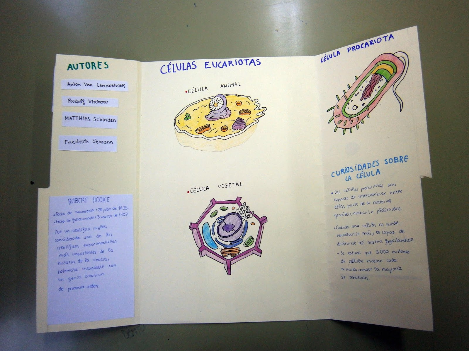 LAPBOOK DE LAS CÉLULAS 1º ESO B
