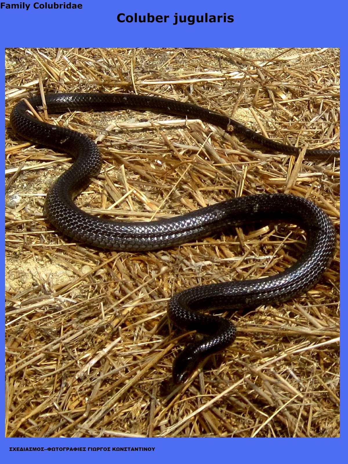 Κυνηγός: Μαύρο φίδι (Coluber jugularis)