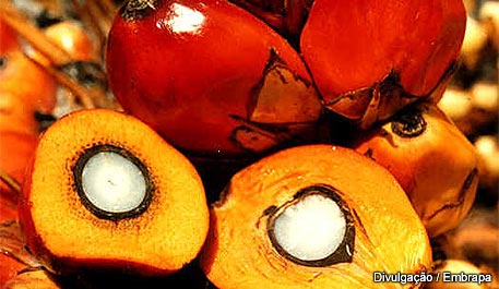 CO2MENOS: POPULARMENTE CONHECIDO PELA CULINÁRIA BAIANA, DENDÊ É APOSTA ...