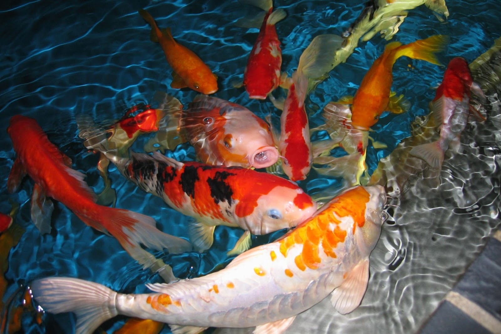 Facts about Koi fish