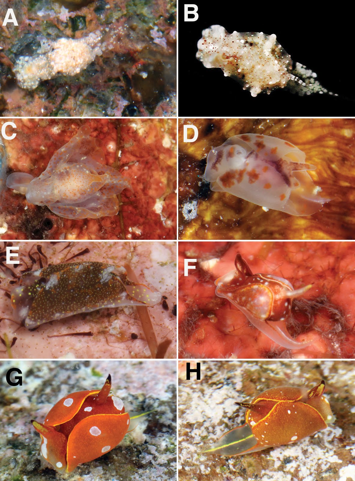 Species New to Science: [Mollusca • 2017] Like A Bat Out of Heaven: the ...