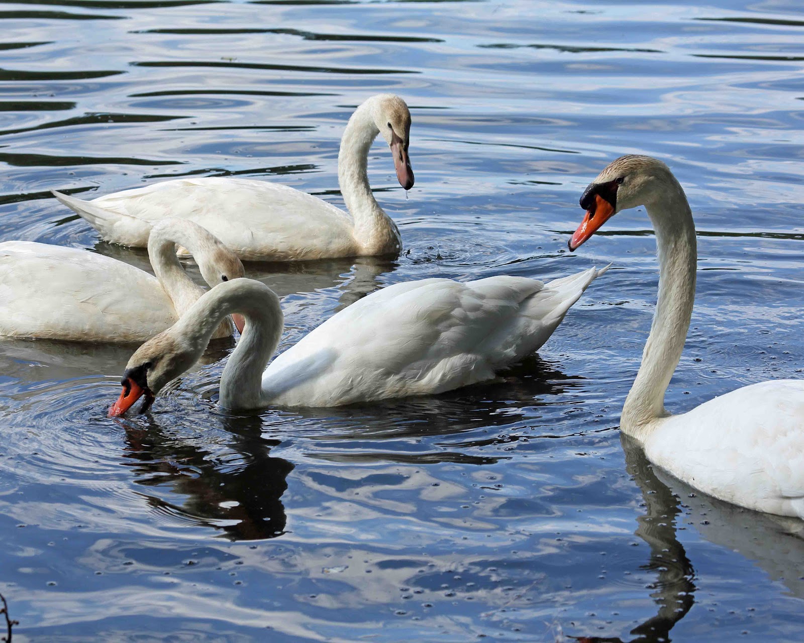 Exploring Nature in NC: Mute Swans