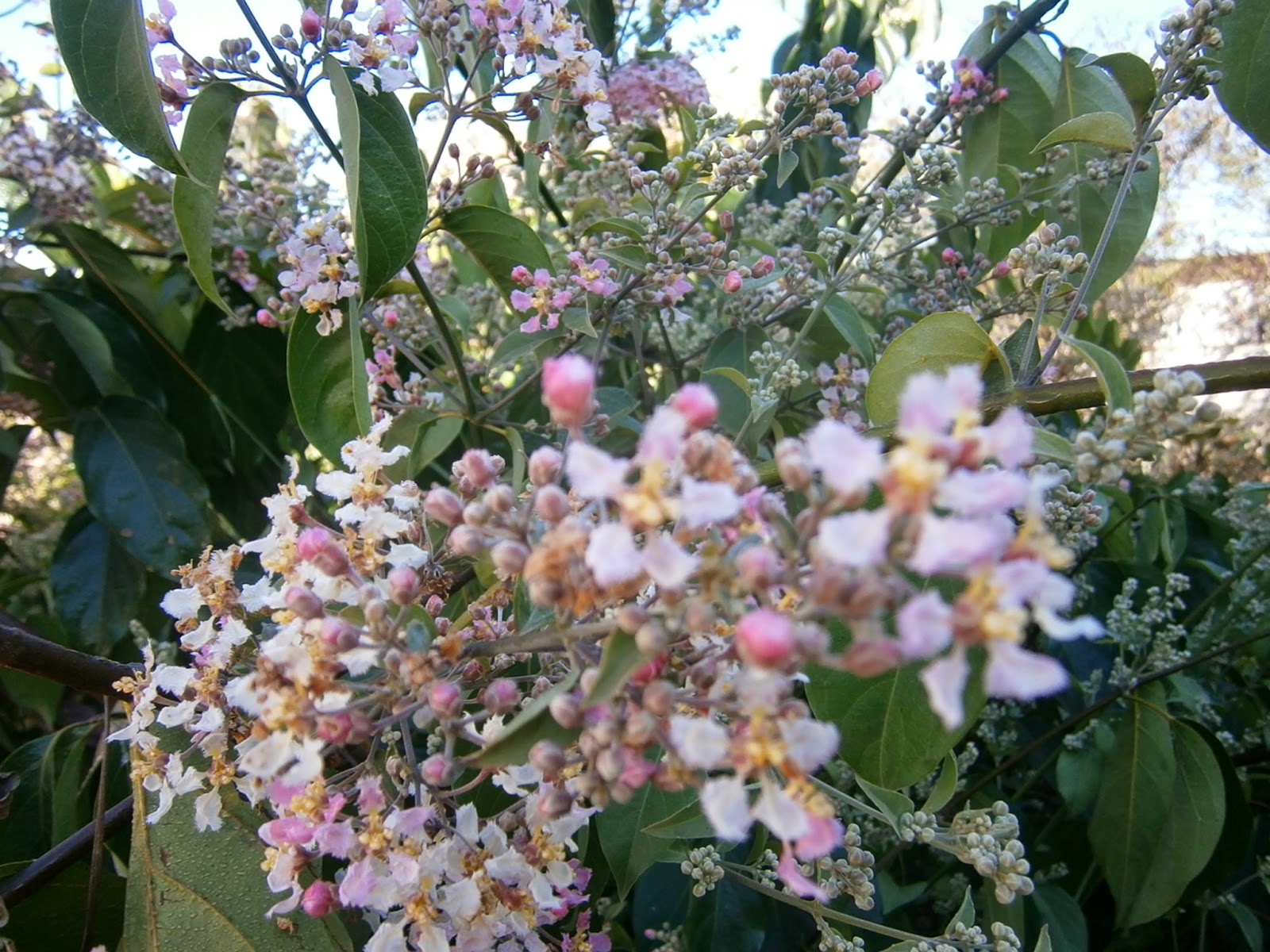 Zelando pela Chacrona e pelo Jagube: Segunda Floração do Jagube! Parte 2
