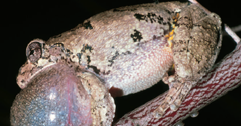 Acoustic Signals - animal