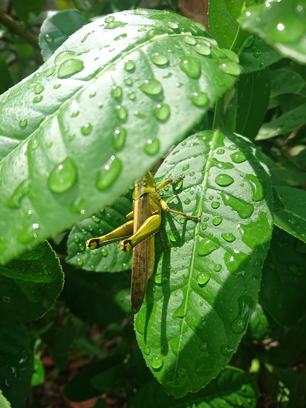 grasshopper drinking rain water up leaf lemon tree
