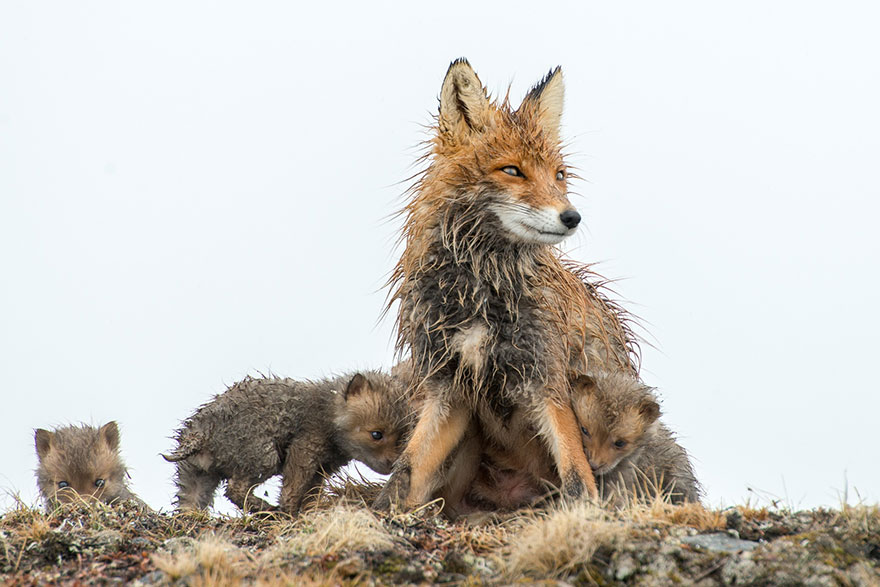 White Wolf : A Russian worker takes stunning photos of foxes in a ...