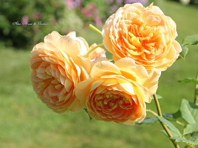 Aiken House & Gardens: Yellow Garden Roses