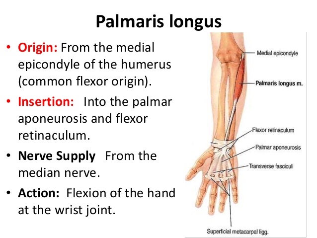 掌長肌(Palmaris Longus muscle, PL) | 職能治療陪你居家復健