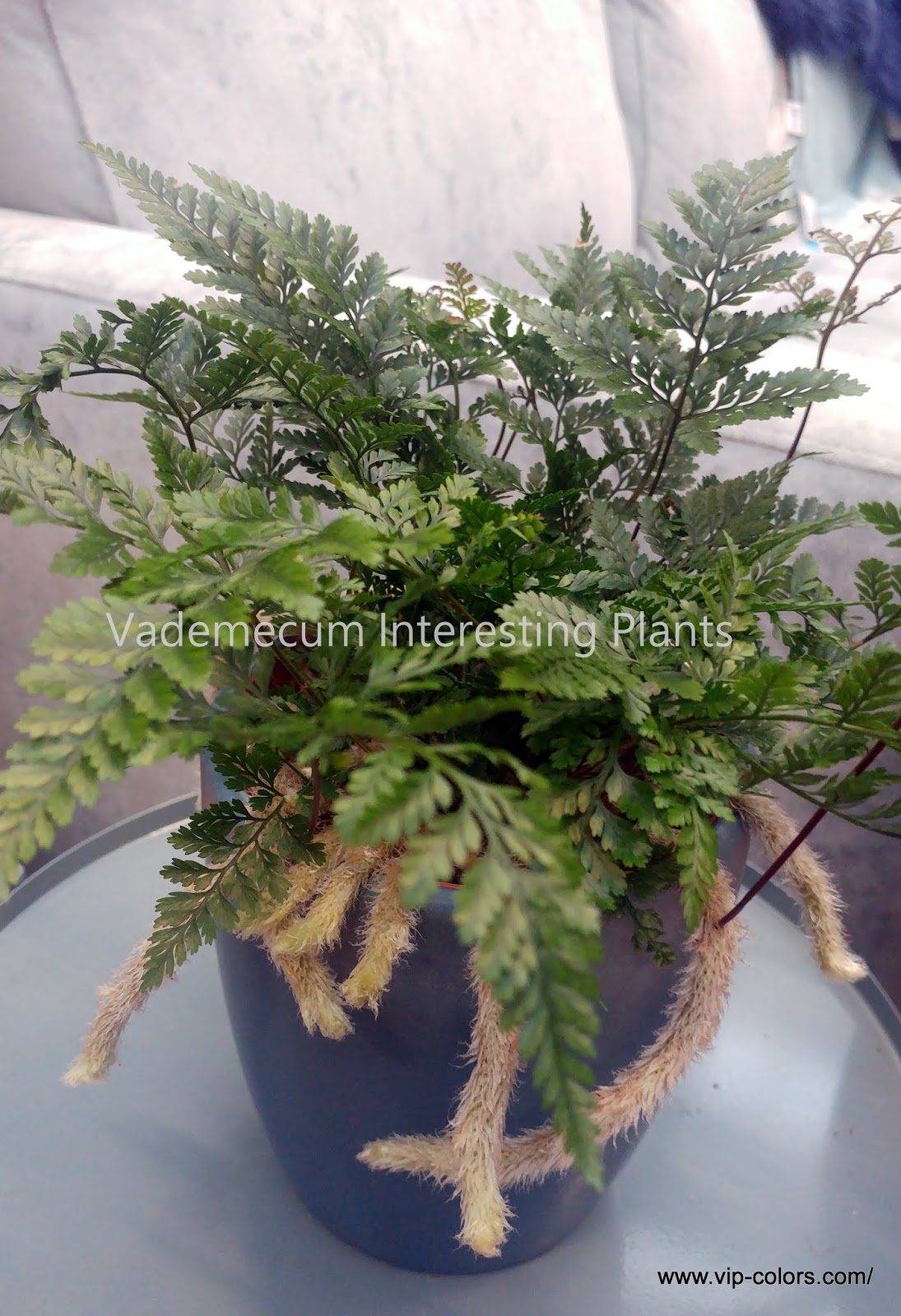 Vademecum Interesting Plants: Humata tyermanii - Humata Tyermana ...