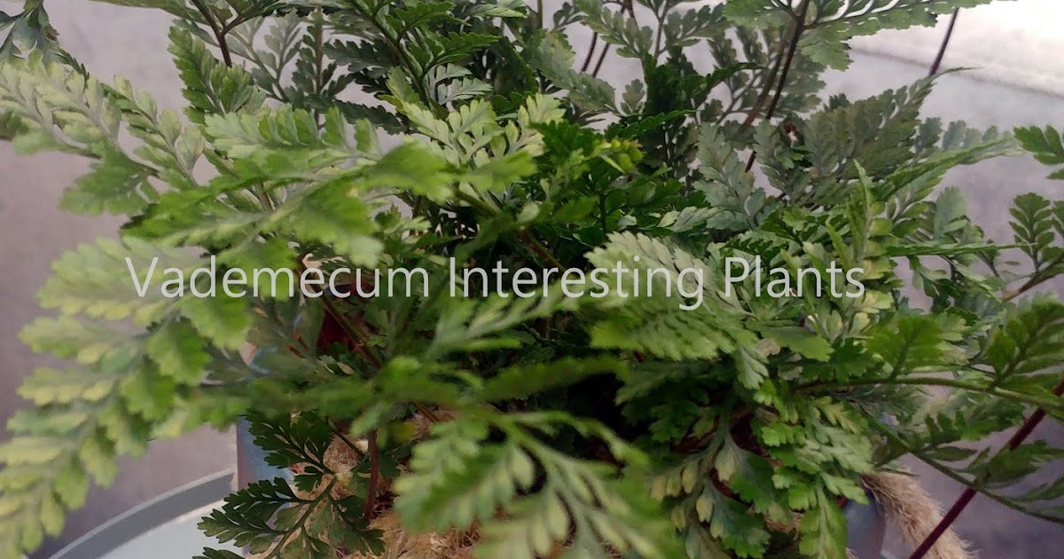 Vademecum Interesting Plants: Humata tyermanii - Humata Tyermana ...