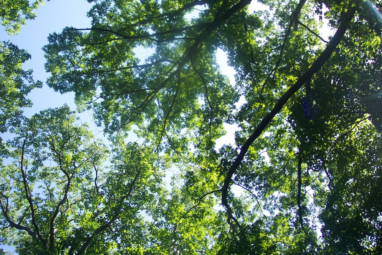 Come Walk With Me: A Rushing Wind