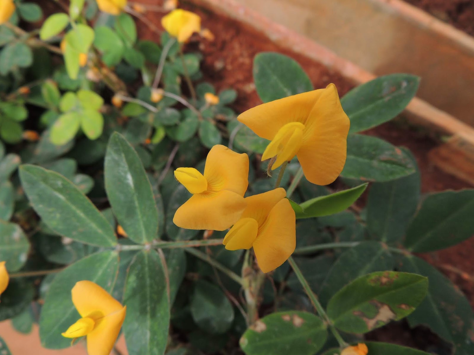 Fabaceae - Leguminosae no Brasil: maio 2018