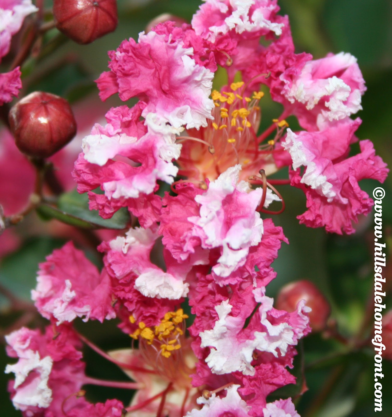 Peppermint Crepe Myrtle - Family Fun Journal