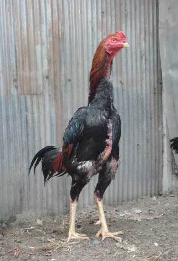 Ayam bangkok super shamo jepang ~ Ayam Aduan Jenis Ayam Bangkok asli ...