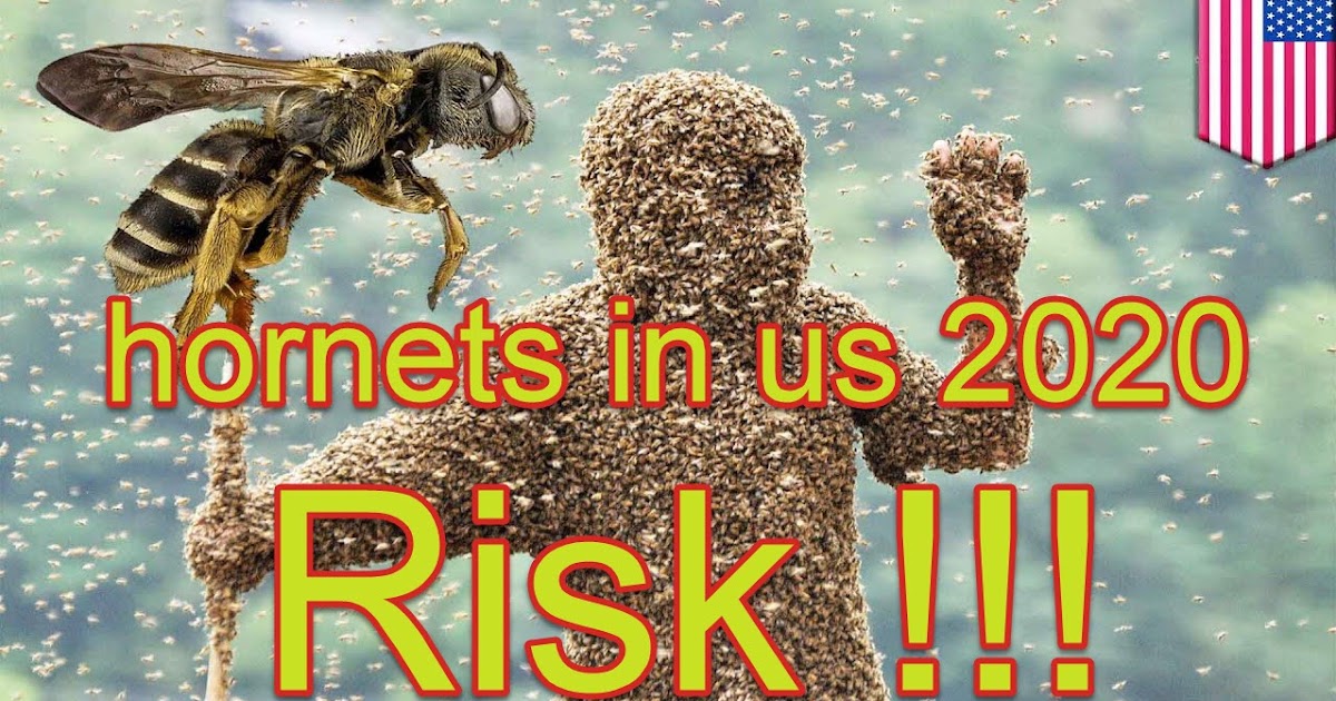 hornets have been spotted in the US for the first time 2020 Invasive ...