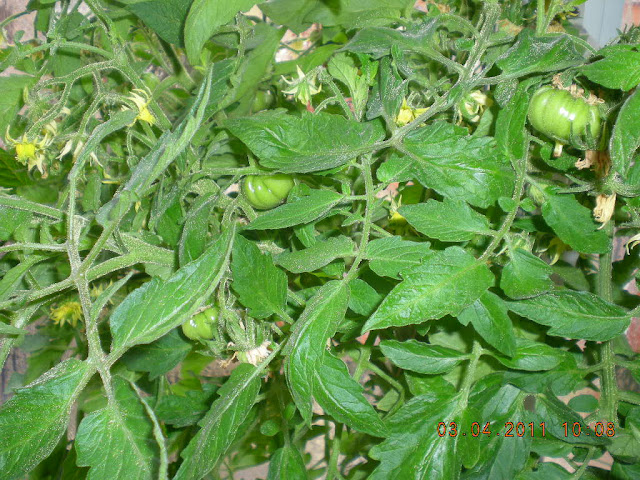 BALKONDA TOPRAKSIZ TARIM: Pembe Domates