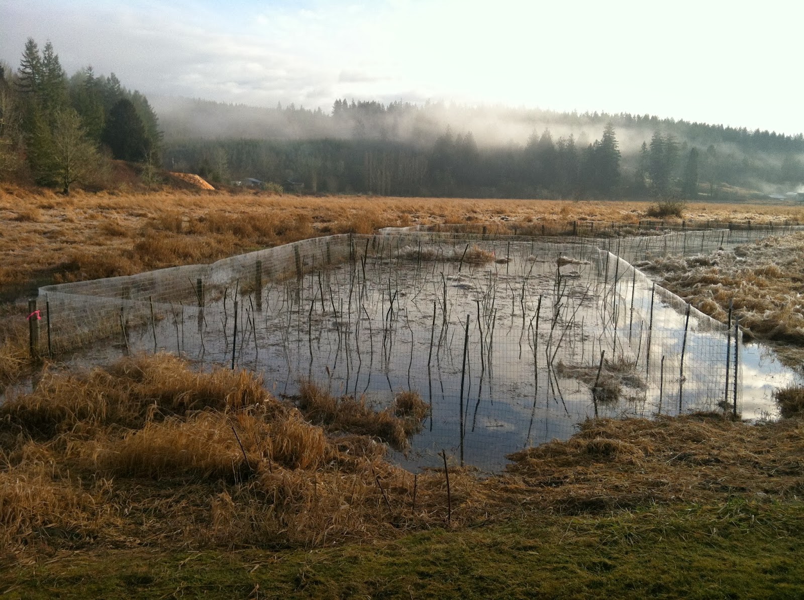 Port Hadlock WCC: Leland Creek Willow Staking