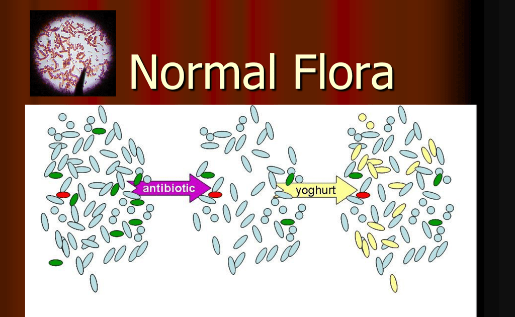 Mega Mover Empire: NORMAL FLORA OF THE HUMAN BODY