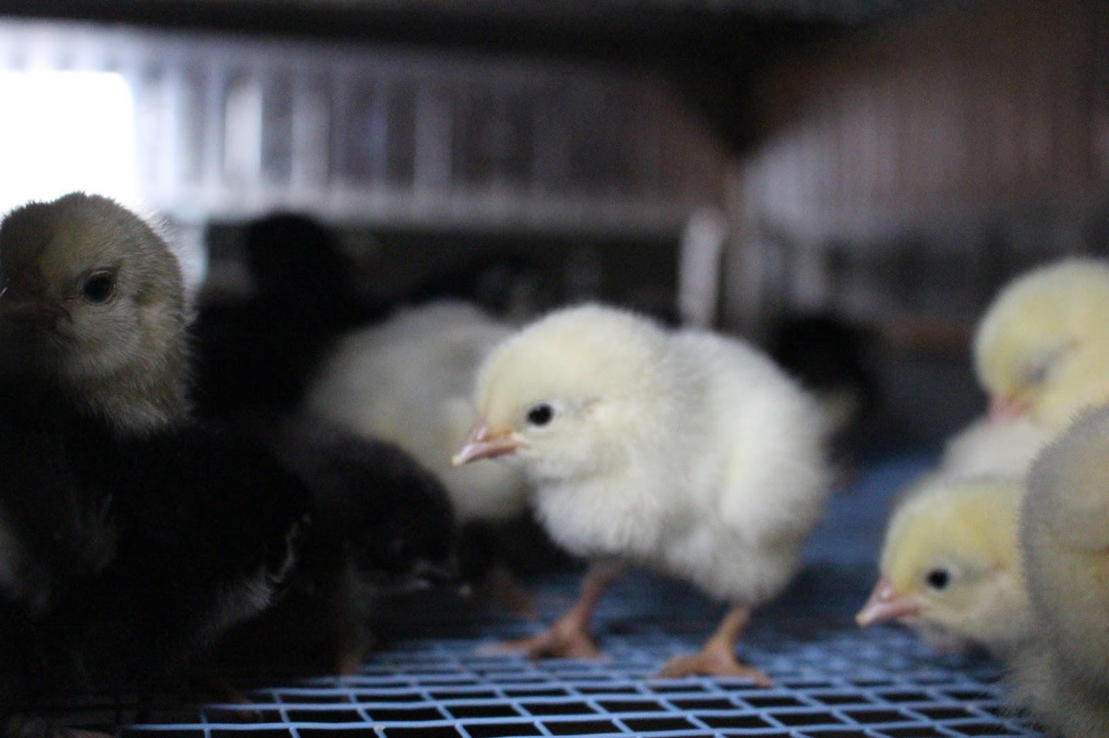 Chicken Scratch Poultry: Getting Ready For Chick Season / Chicks For Sale