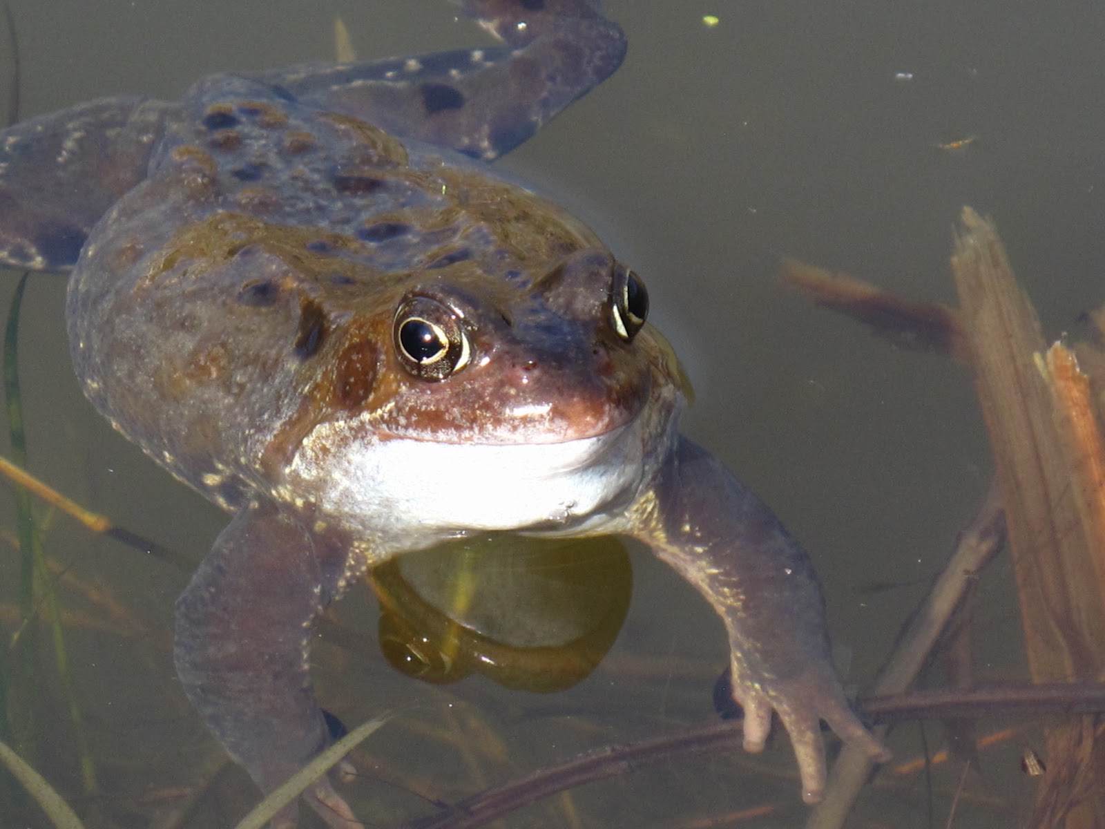 Wild at Hull: Calling and fighting male frogs