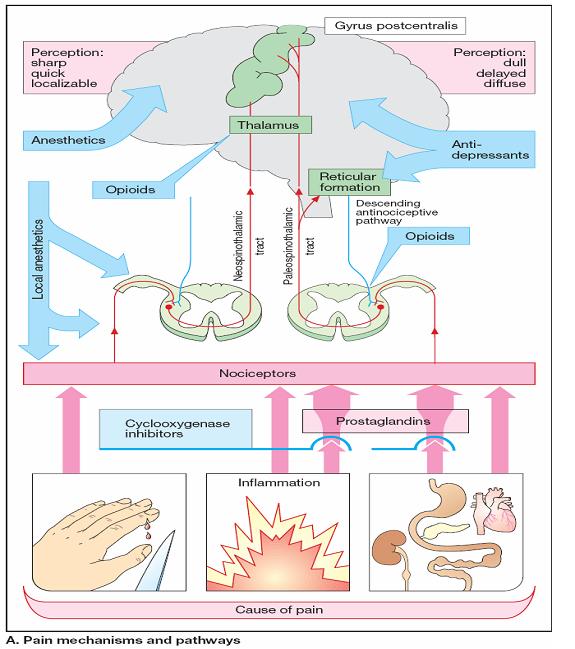 ILMU FARMASI: Mekanisme Demam dan Nyeri dan Penggolongan Obat