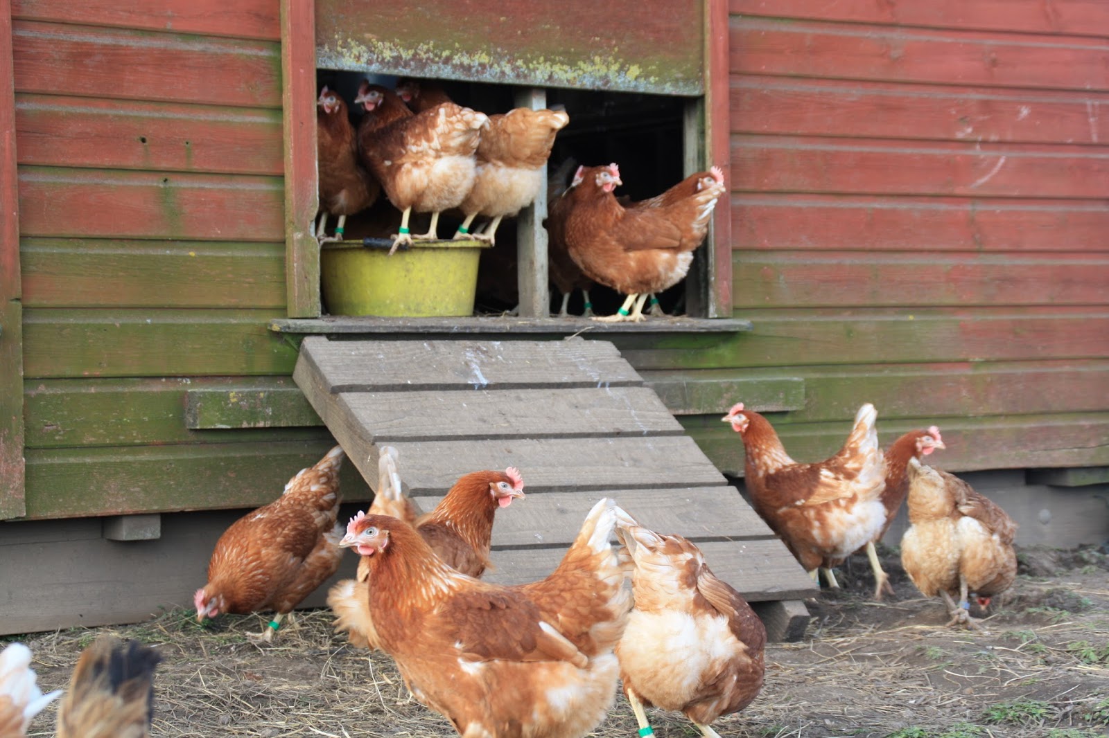 Bosavern Community Farm: New hens