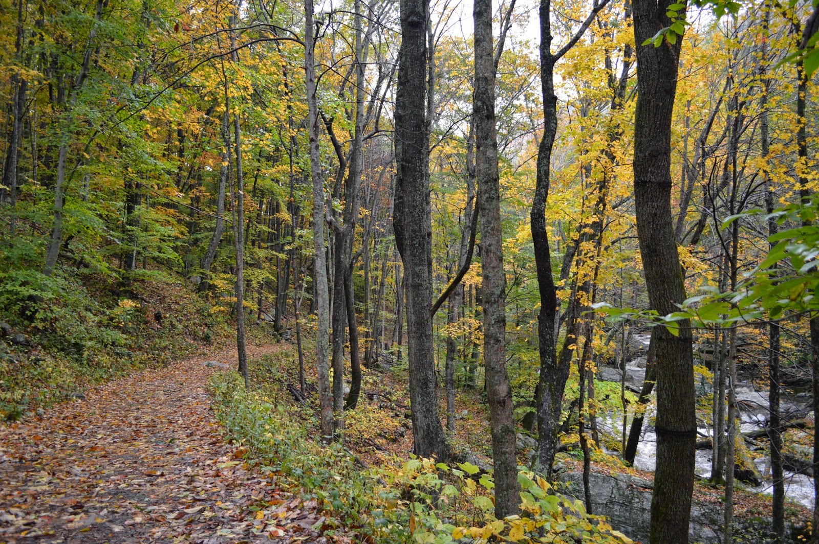 Walking Through Autumn: Cascades Trail, Jefferson National Forest, VA