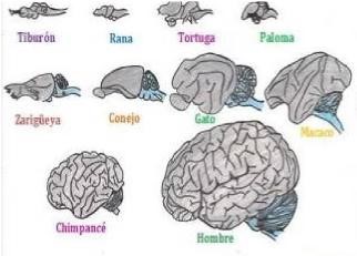 Diccionario de Psicopedagogía: FILOGENIA ¿Qué es la filogenia?