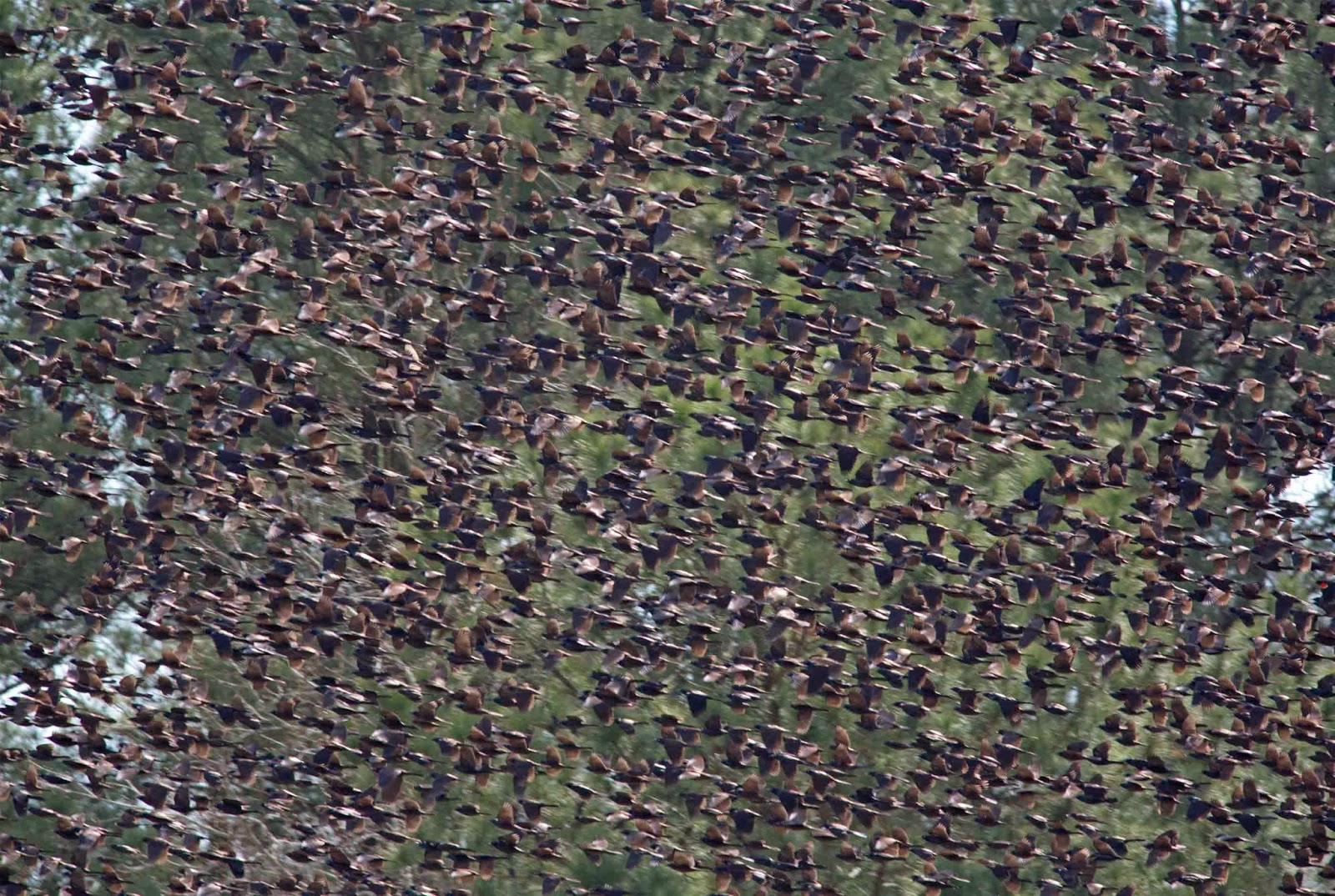 Exploring Nature in NC: Grackle Migration 2014
