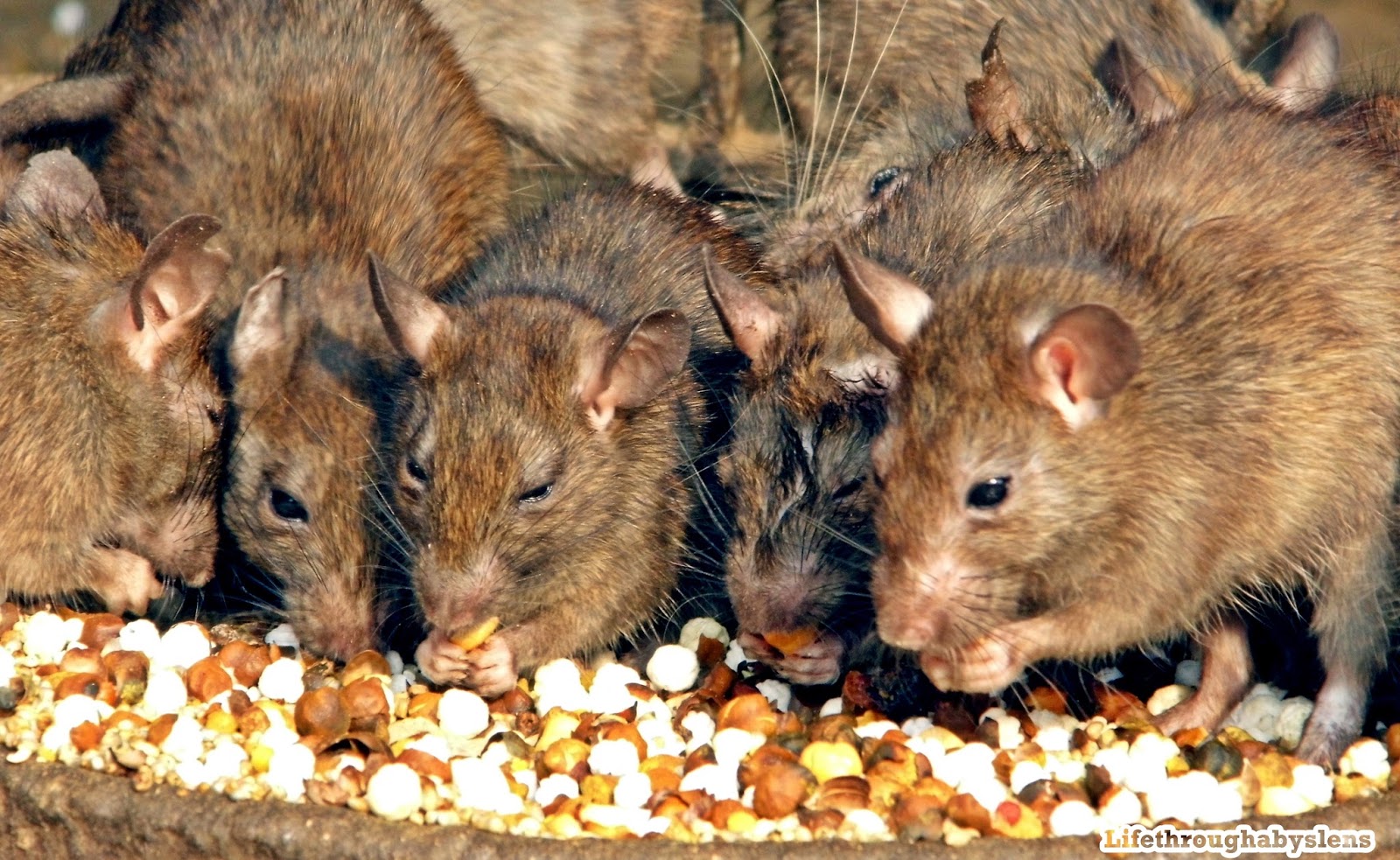 The Incredible "Rat Temple" in Rajasthan, India
