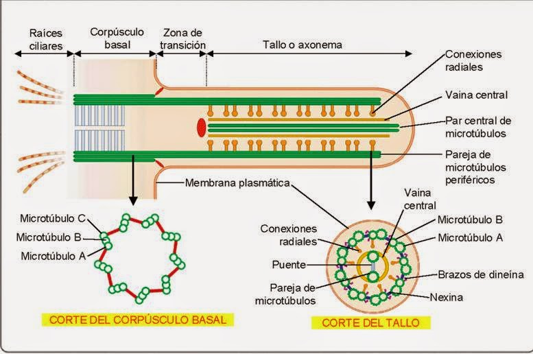 Ivernalia: 2º Bachillerato Biología UD 8 La célula eucariota I: La ...
