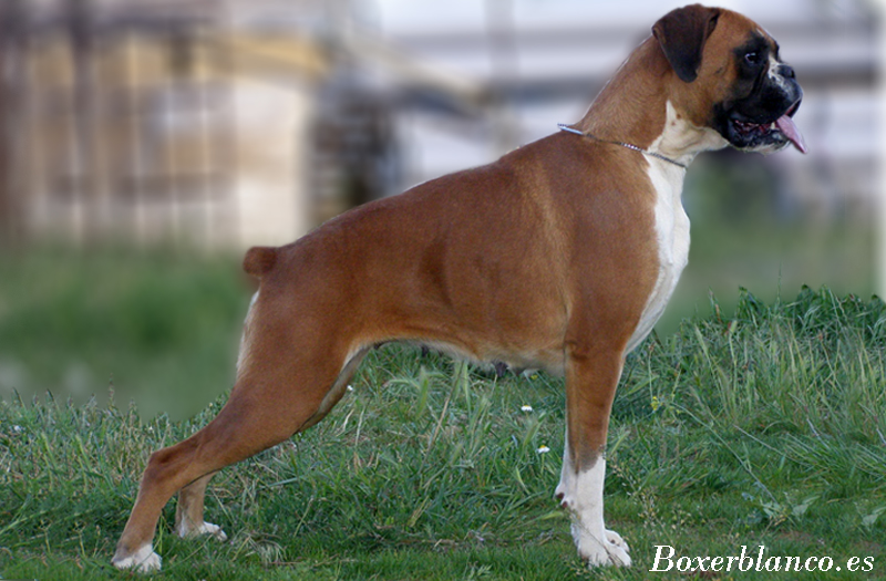 cachorros boxer