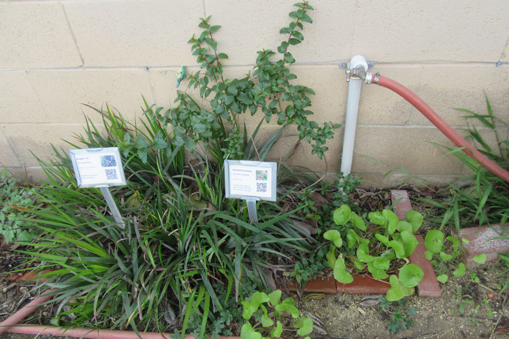 Mother Nature's Backyard - A Water-wise Garden: Current Photos of ...