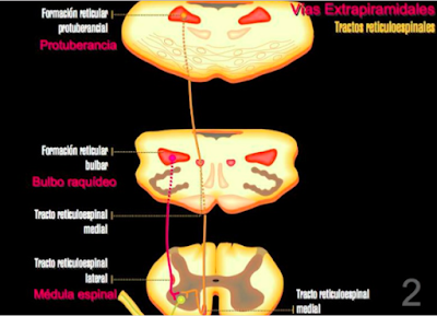 Neuroaprende : Tracto reticuloespinal