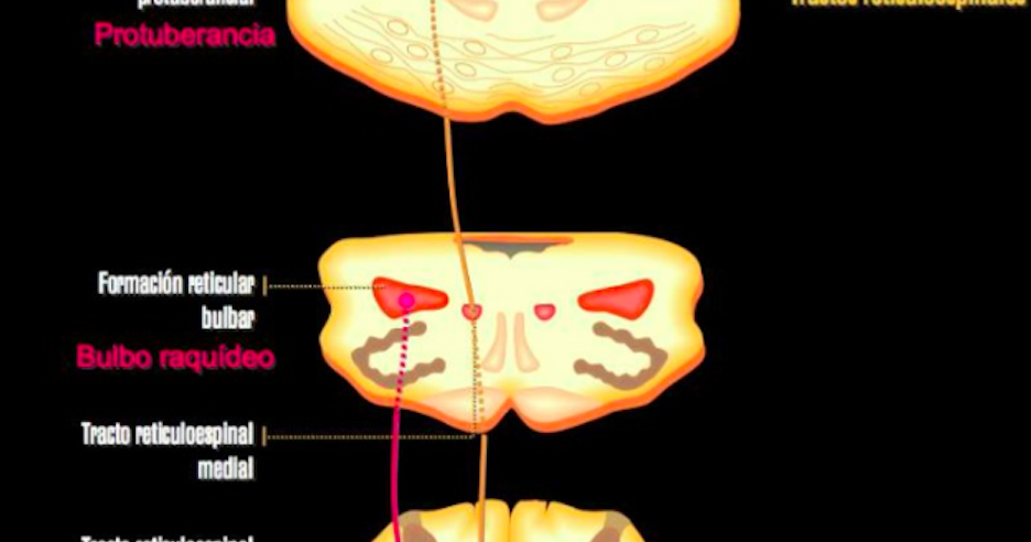 Neuroaprende : Tracto reticuloespinal