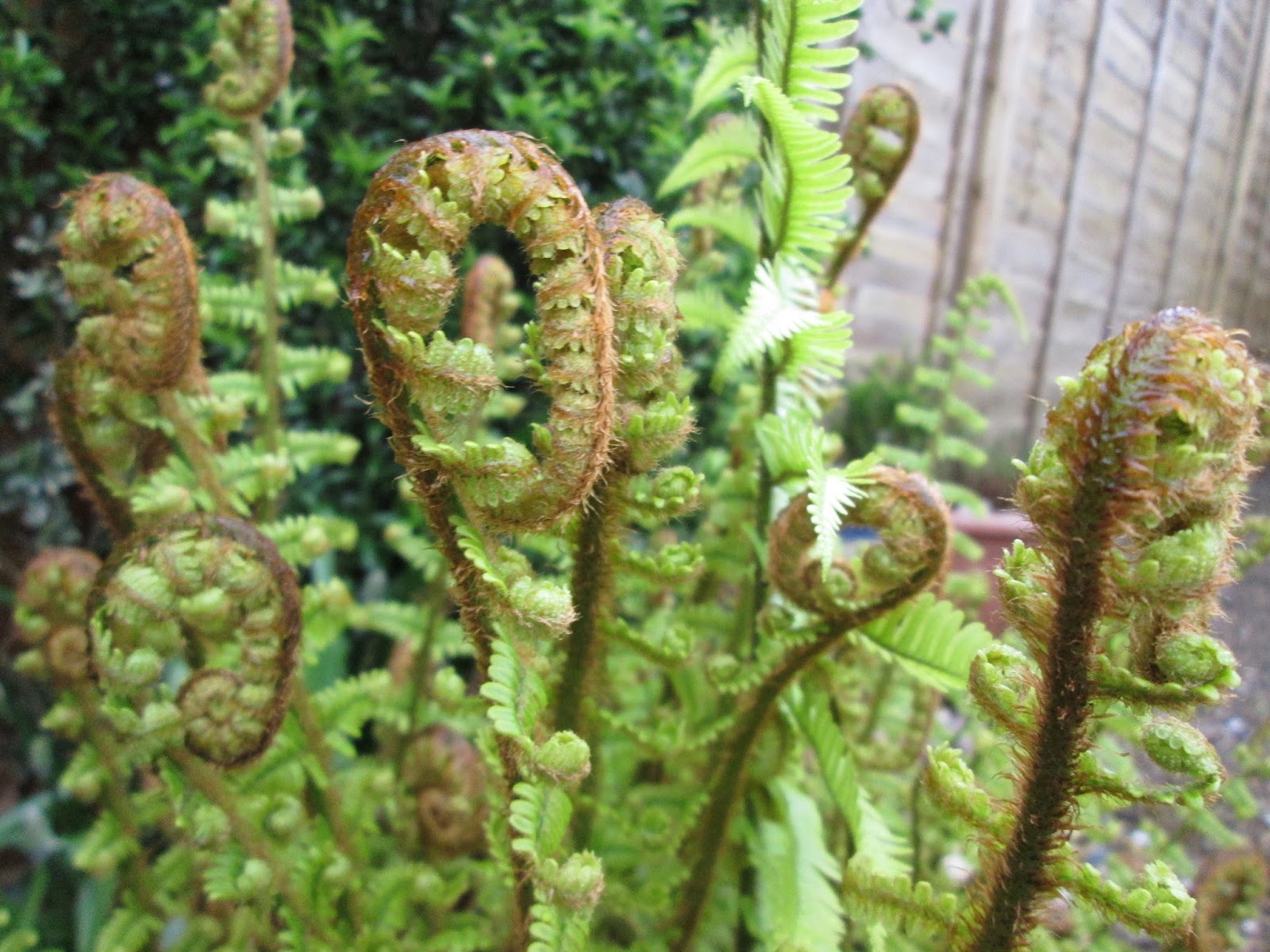 The House with the Blue Door: Fern Fascination
