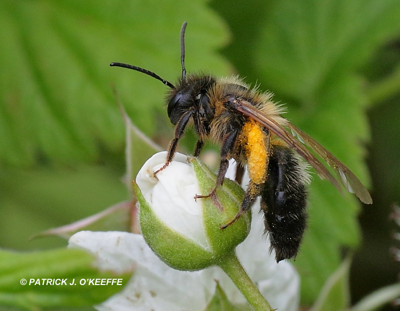 Raw Birds: Chocolate Mining-bee