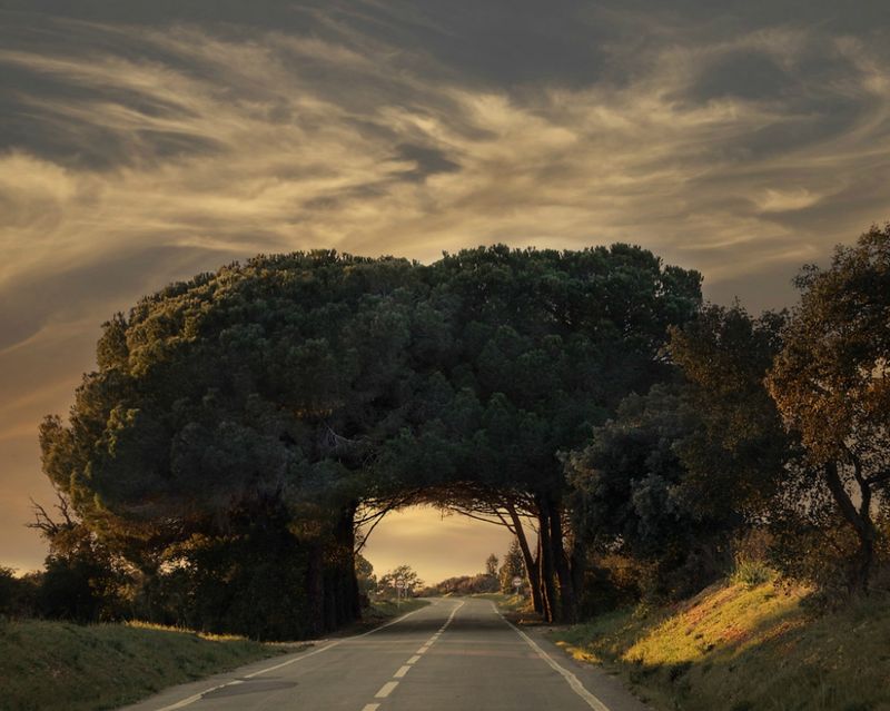 Beautiful World : The Most Beautiful Tunnels of Trees From Around the World