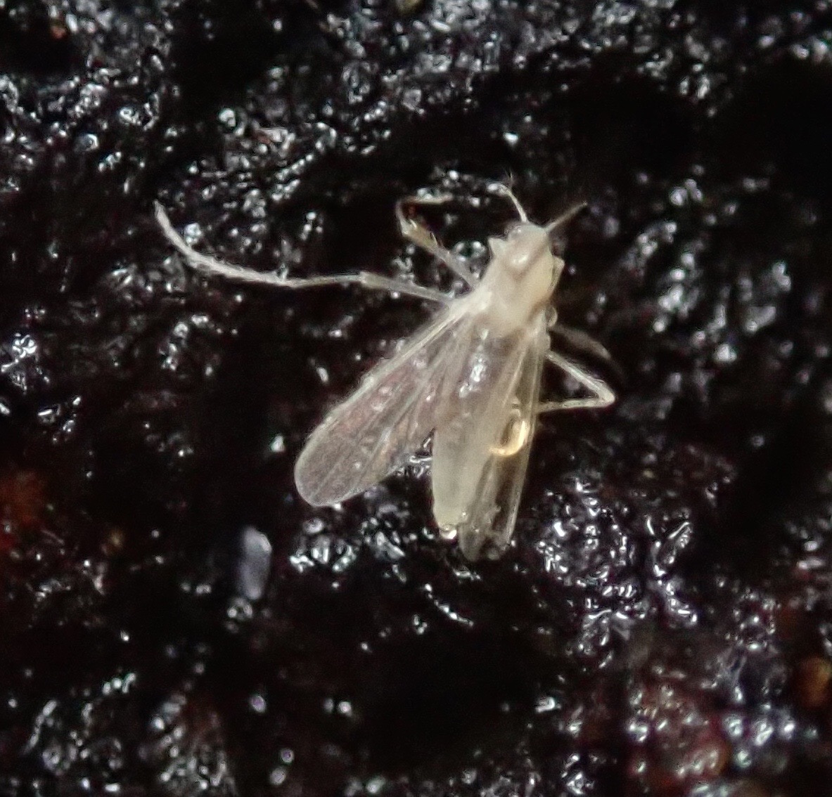 Springfield Plateau: Life in a Walnut Husk