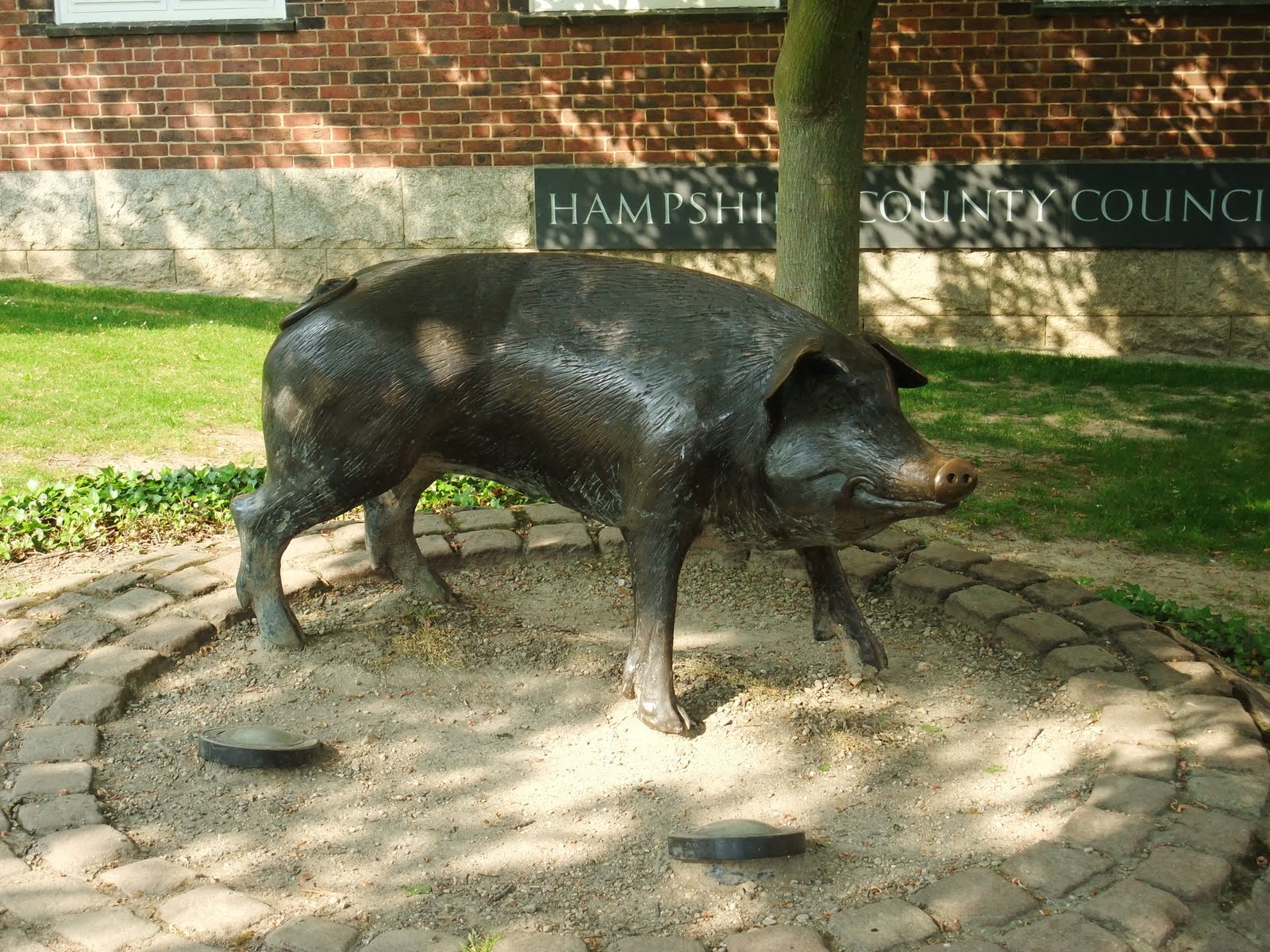 Daily Photos from Winchester: Hampshire Hog
